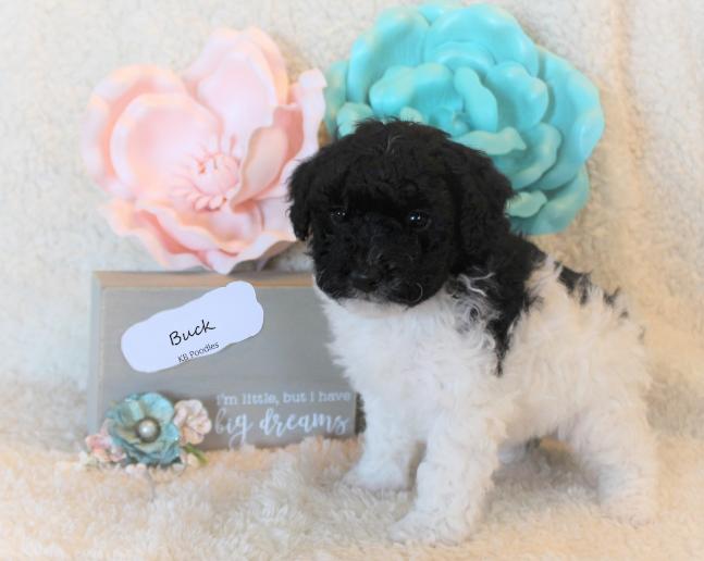 Brunker Toy Poodles Oklahoma