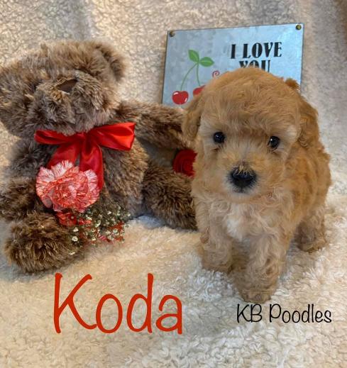 Brunker Toy Poodles Oklahoma